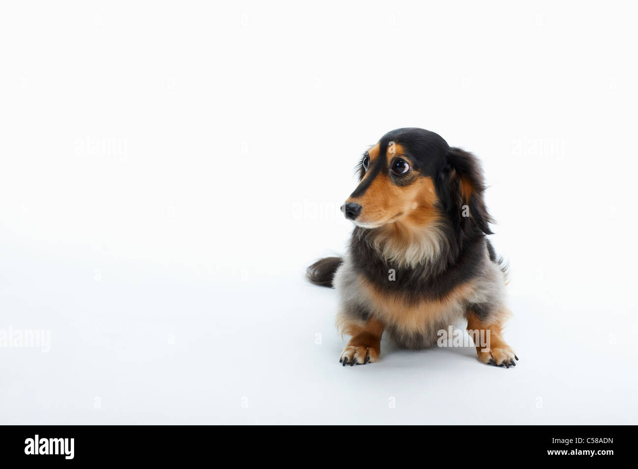 Working dachshund hi-res stock photography and images - Alamy