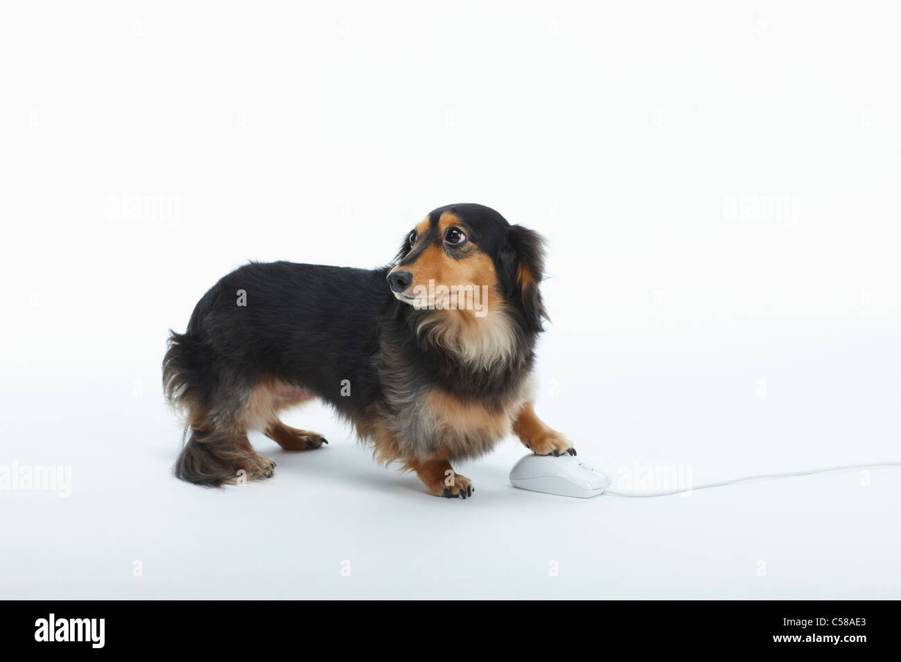 Black cat computer mouse hi-res stock photography and images - Alamy