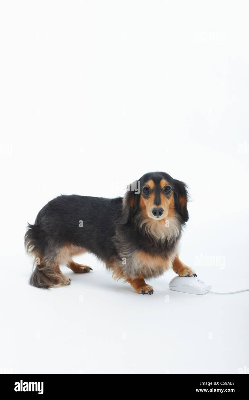 a dachshund clicking mouse Stock Photo - Alamy