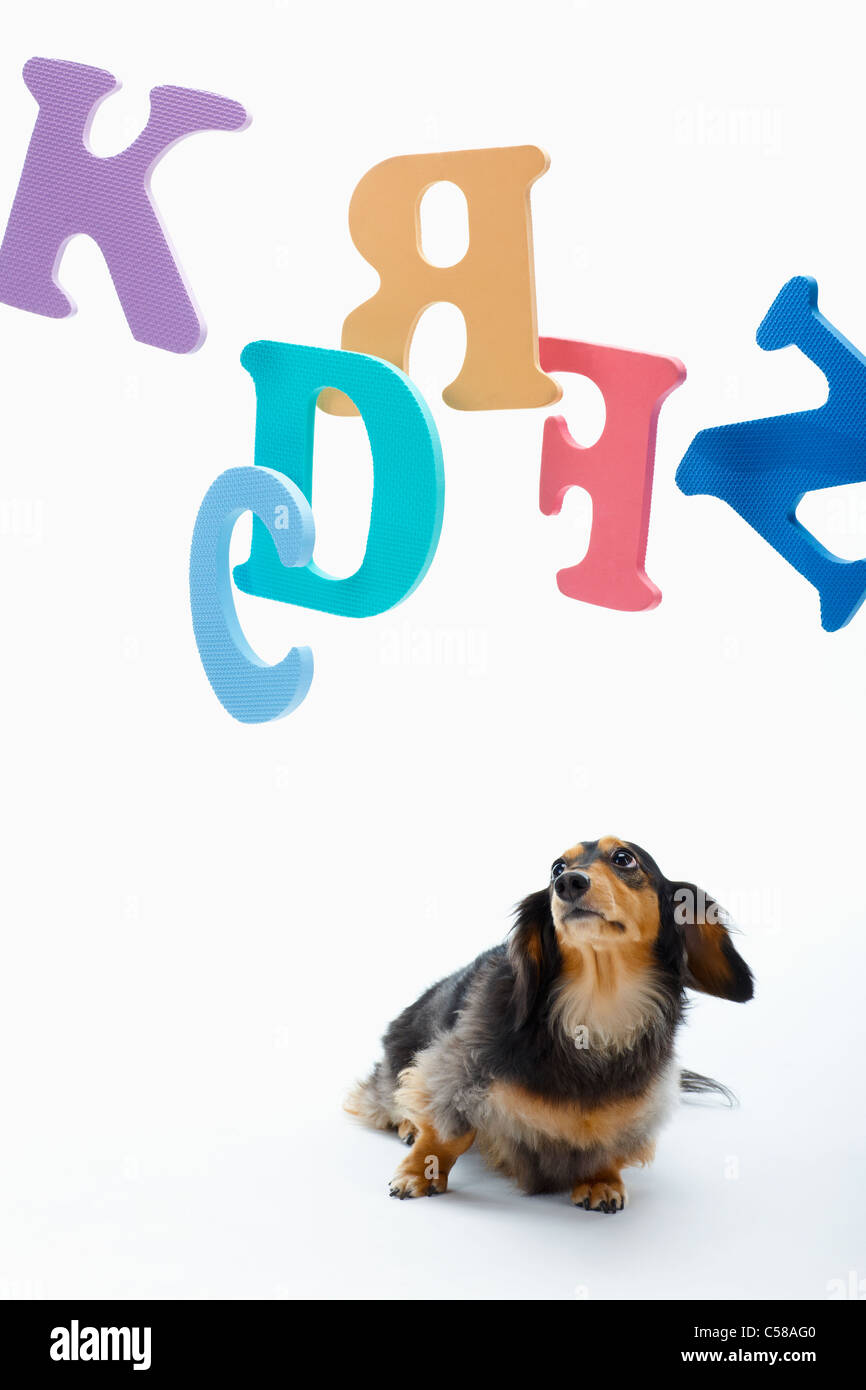 dachshund and alphabet Stock Photo - Alamy