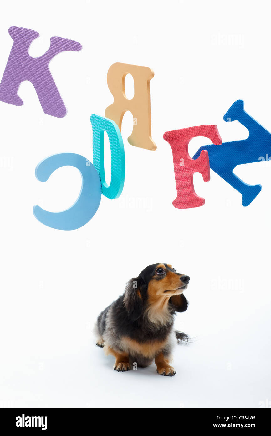 dachshund and alphabet Stock Photo - Alamy