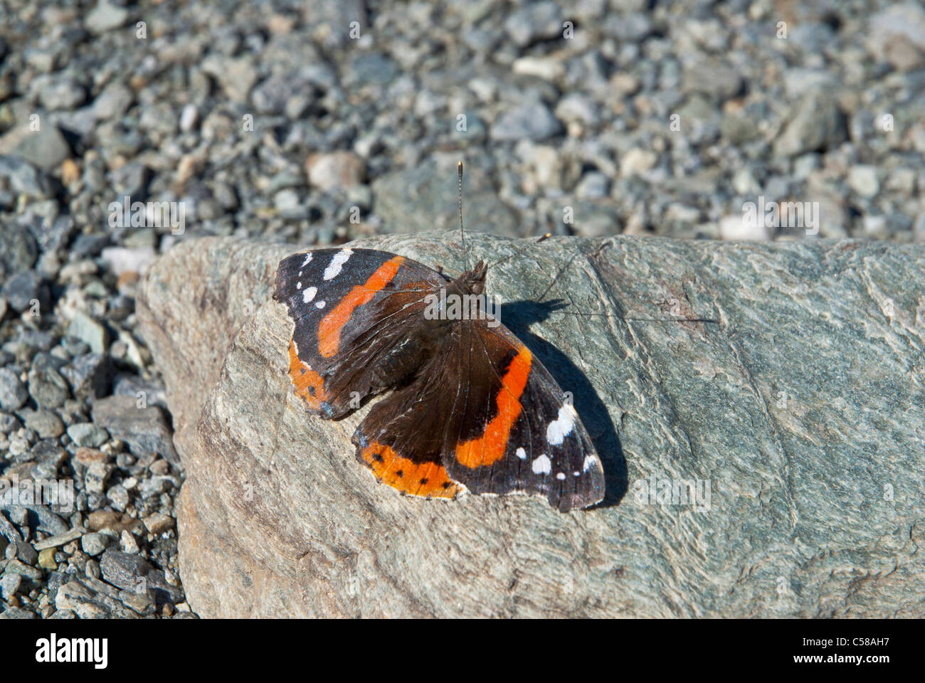 Switzerland grisons butterfly hi-res stock photography and images - Alamy
