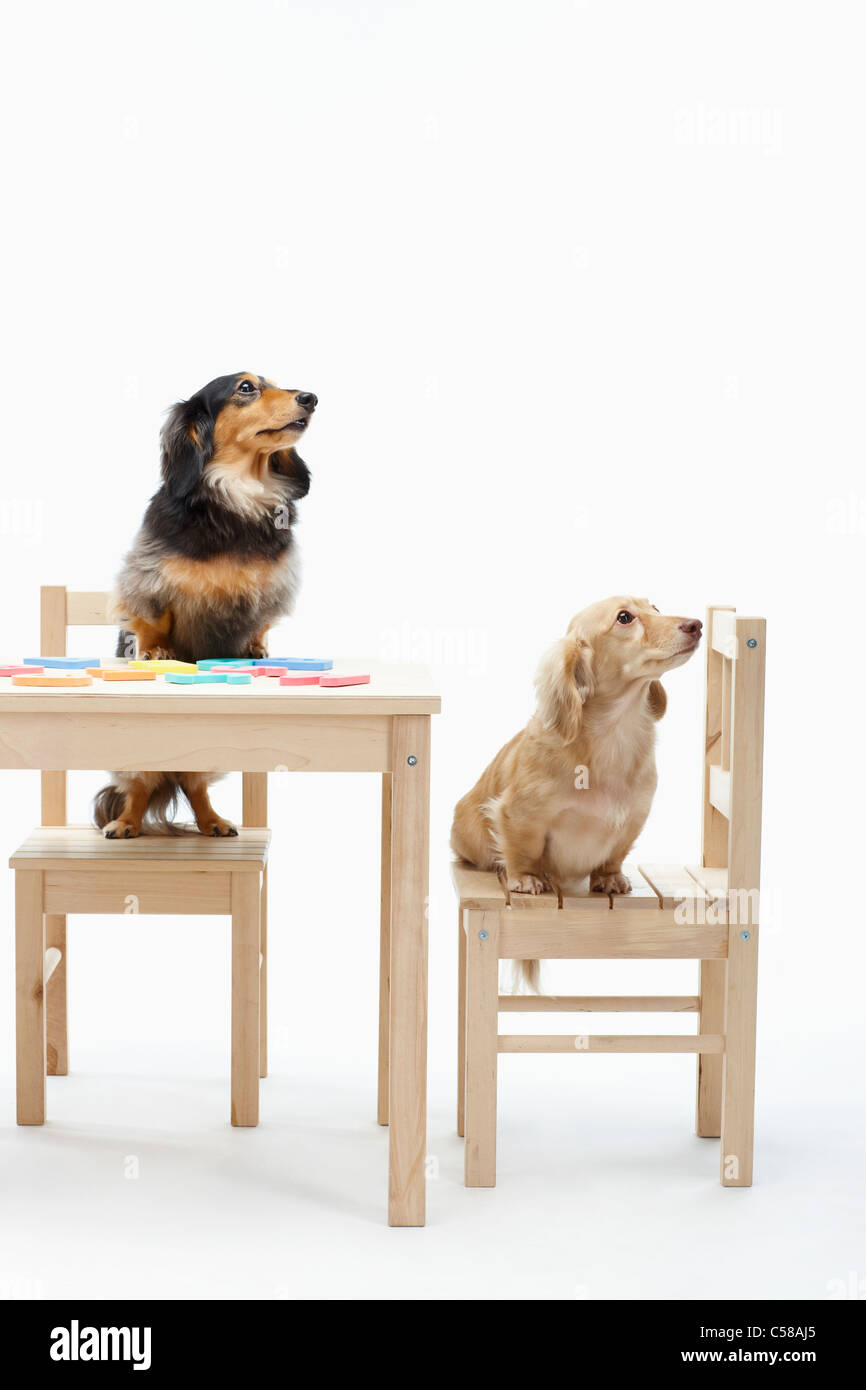 two dachshunds on chairs Stock Photo - Alamy