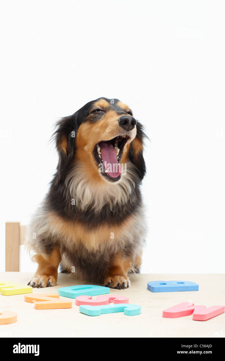 Wild dog yawning hi-res stock photography and images - Alamy