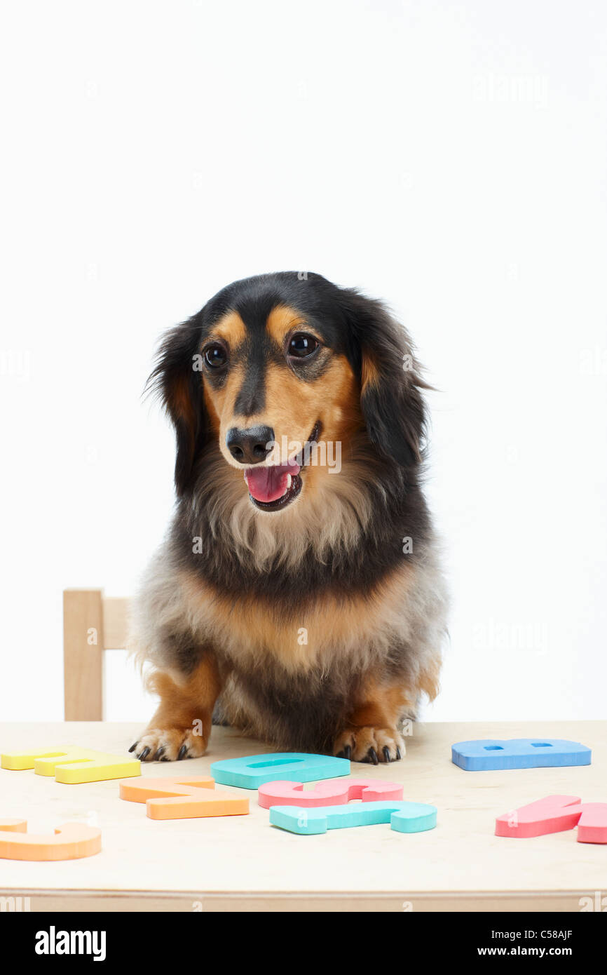 Dachshund alphabet hi-res stock photography and images - Alamy