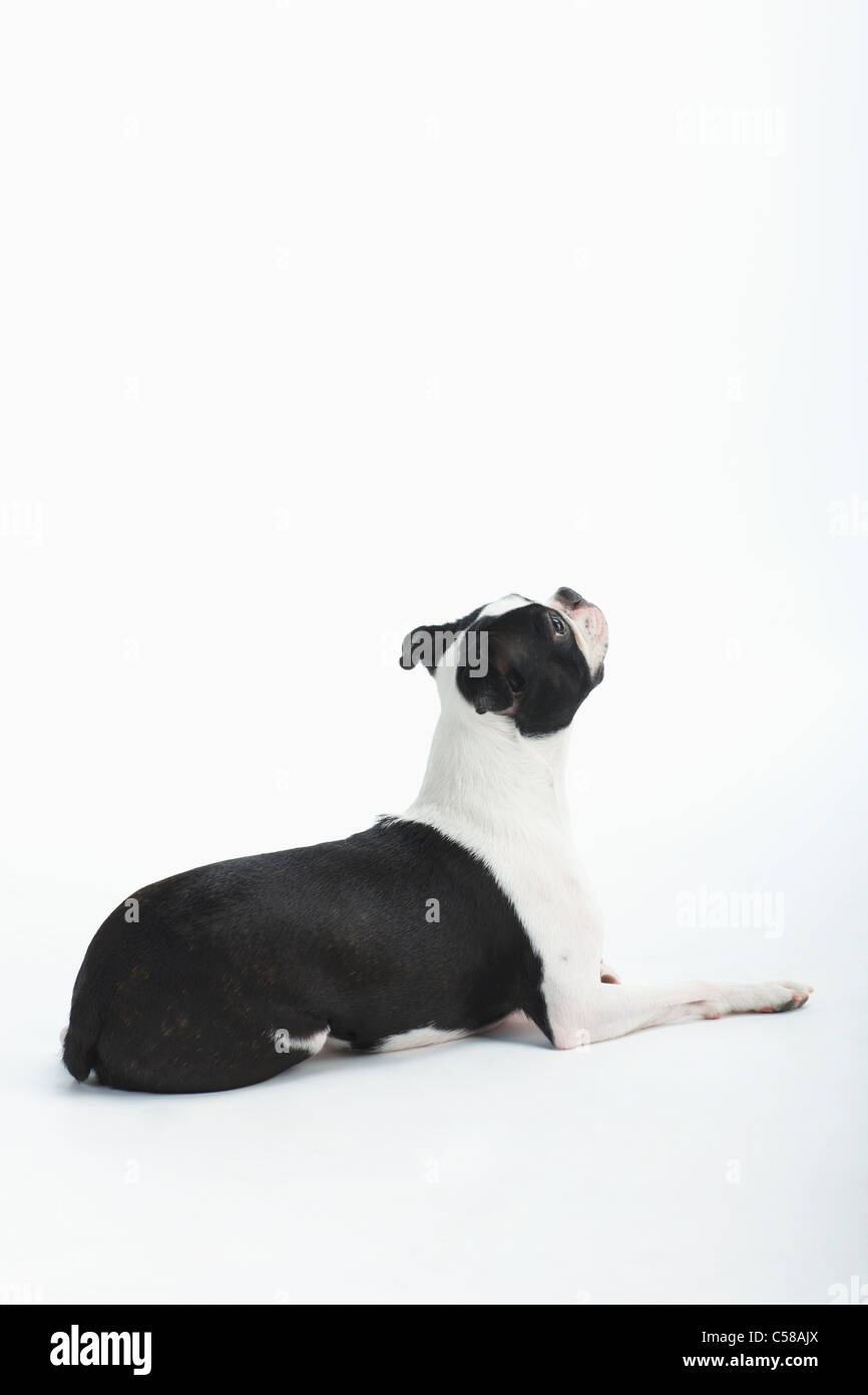 side of the boston terrier Stock Photo - Alamy