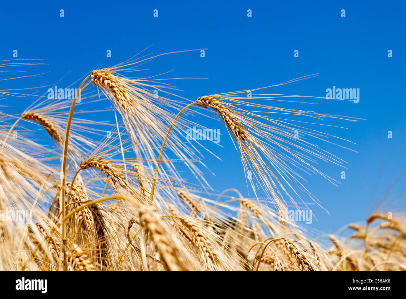 Agriculture horizontal hi-res stock photography and images - Alamy