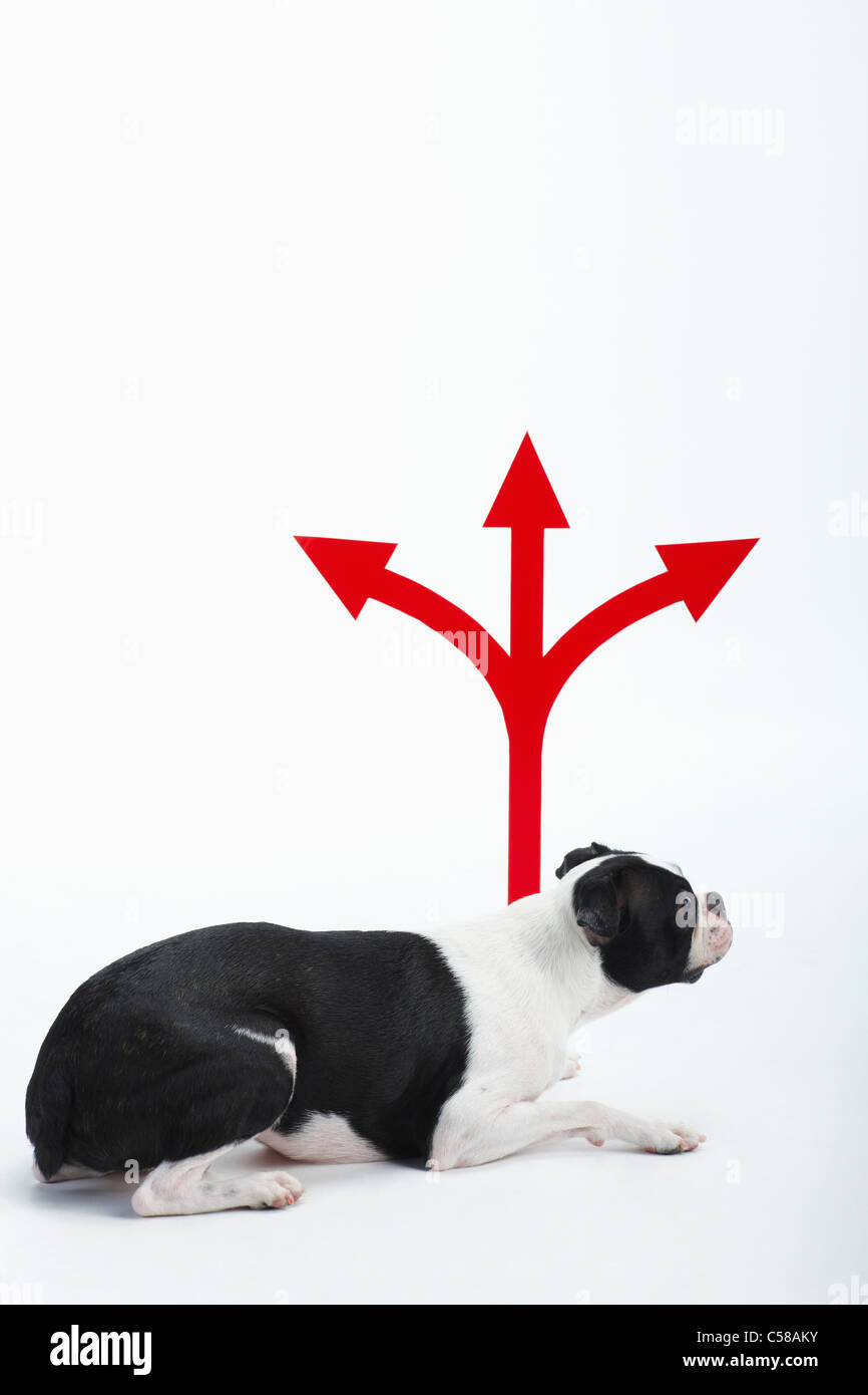 red arrow signs and boston terrier Stock Photo - Alamy