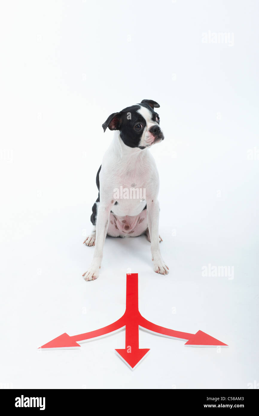 red arrow signs and boston terrier Stock Photo - Alamy