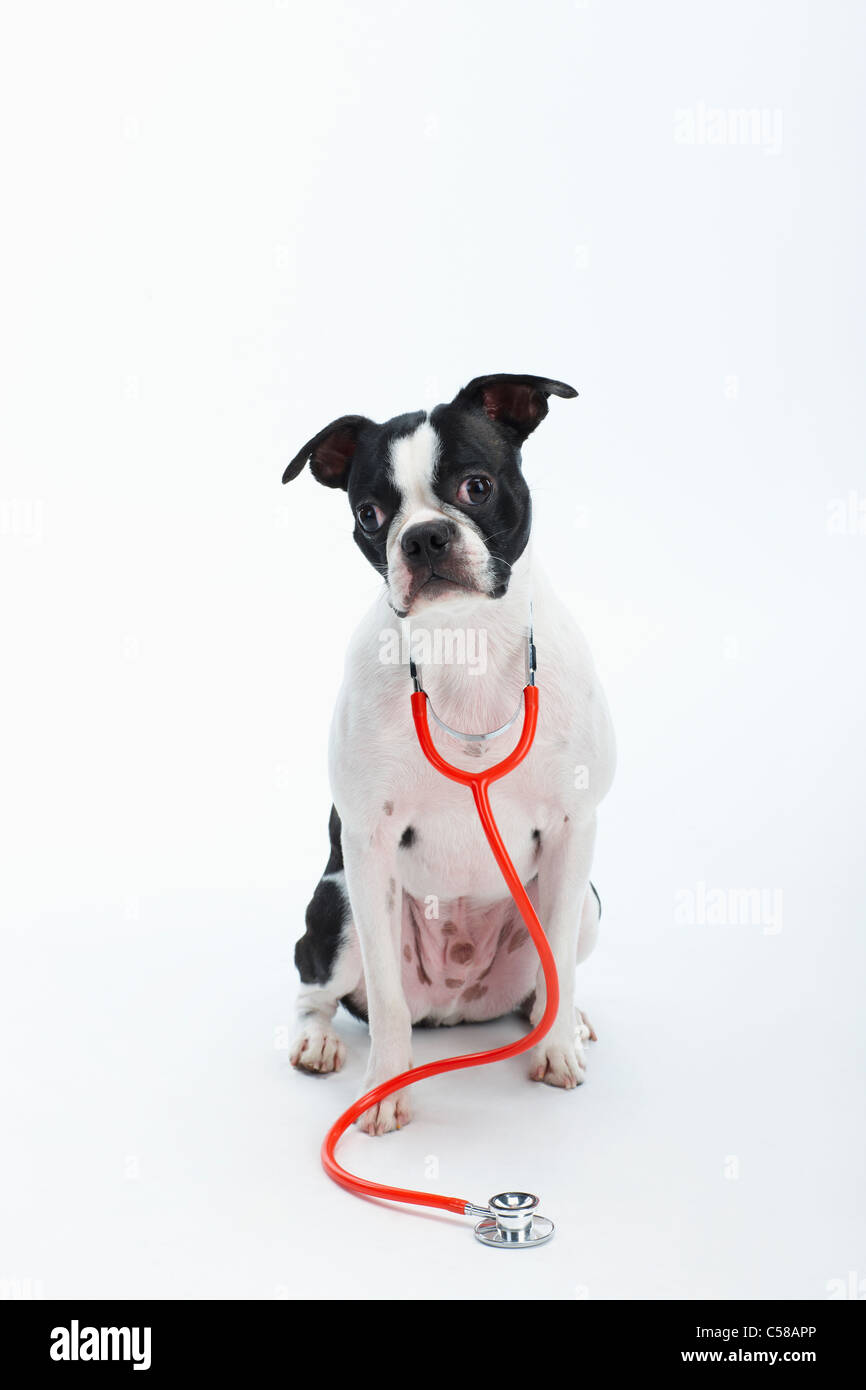 Boston neck hi-res stock photography and images - Alamy