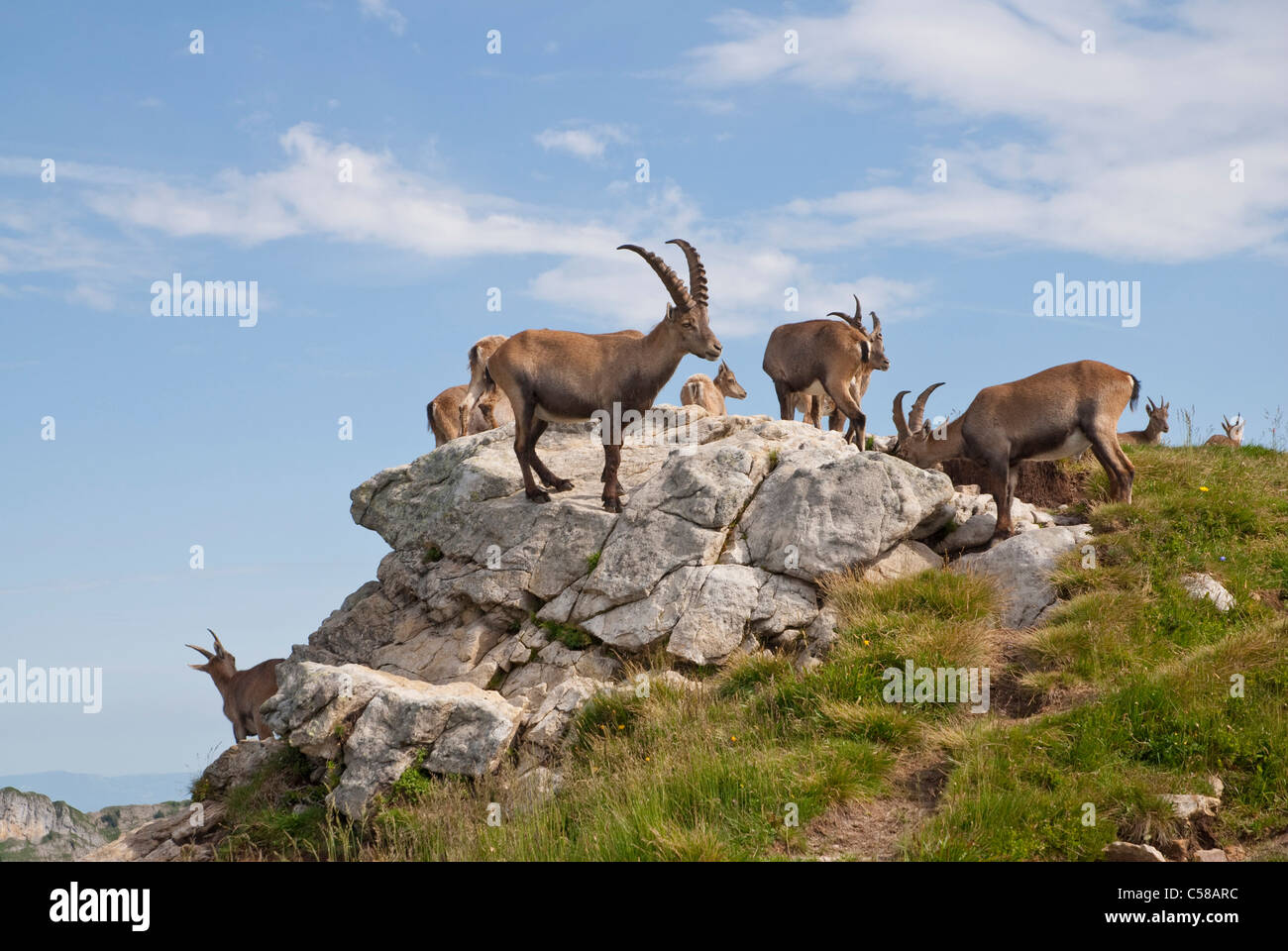 Alps, Alpine Capricorn, Capra ibex, Alpine animals, Beatenberg ...