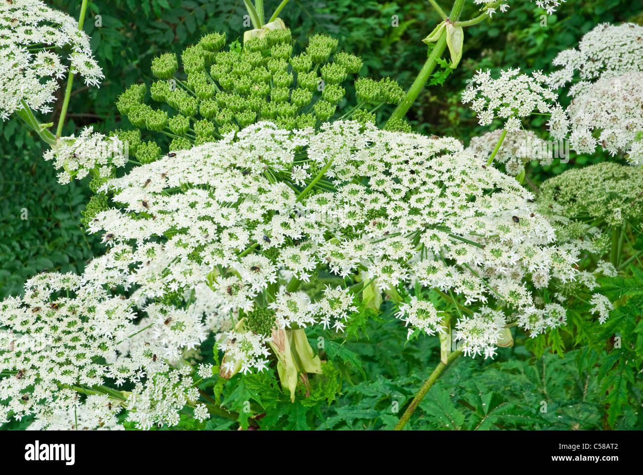 Bern bernese oberland flower blossom hi-res stock photography and ...