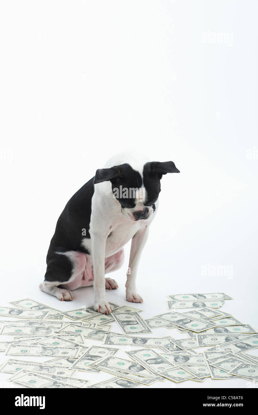 boston terrier and spreaded money Stock Photo - Alamy