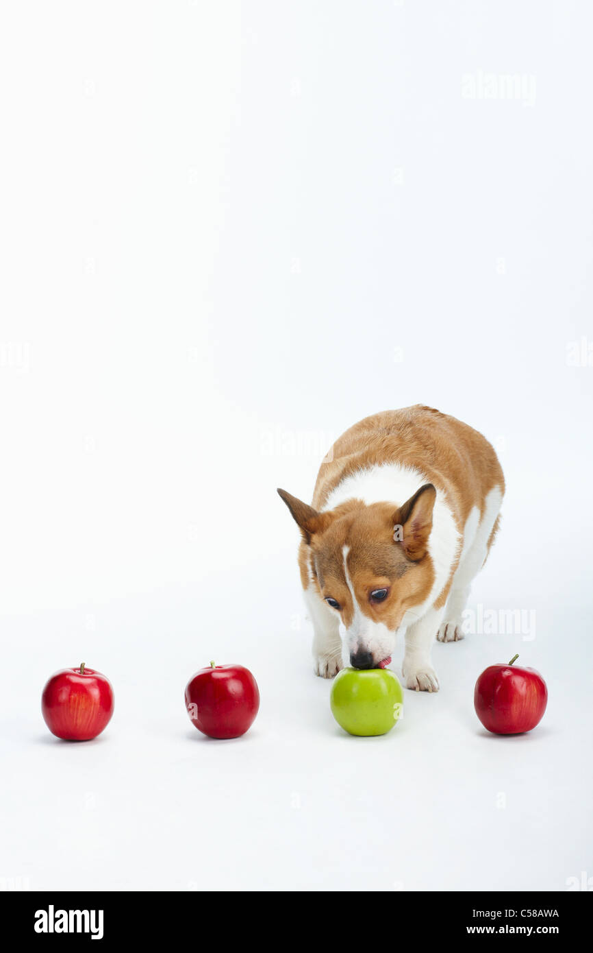welsh corgi licking an apple Stock Photo - Alamy
