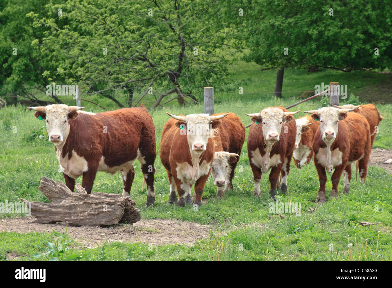 Hereford cattle hi-res stock photography and images - Alamy