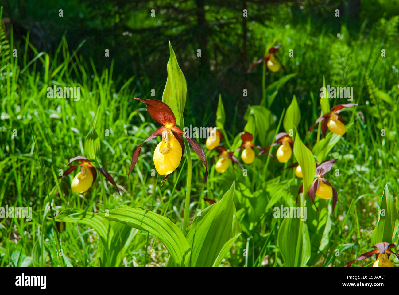 Bern, canton BE, Bernese Oberland, flower, blossom, flourish, Europe ...
