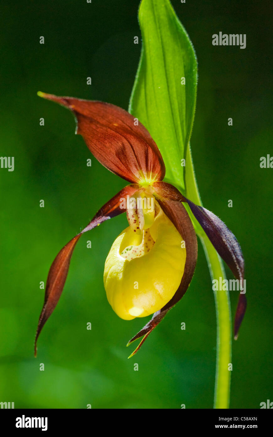 Bern, canton BE, Bernese Oberland, flower, blossom, flourish, Europe ...