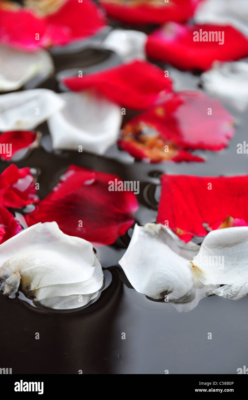 Red petals floating water hi-res stock photography and images - Alamy