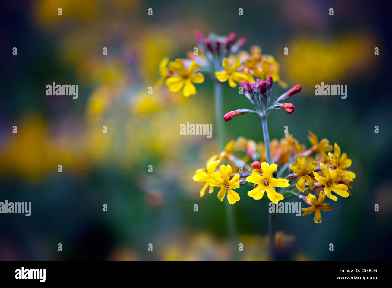 Close-up image of the beautiful yellow flowers of Candelabra primula ...