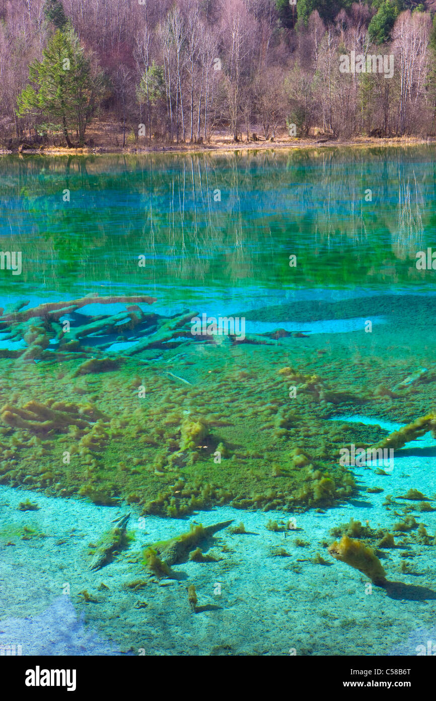 Jiuzhaigou, Five Flowers, lake, China, Asia, national park, spring ...