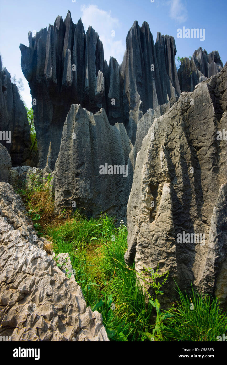 Shilin Stone Forest, China, Asia, stone wood, cliff forms, cliff ...