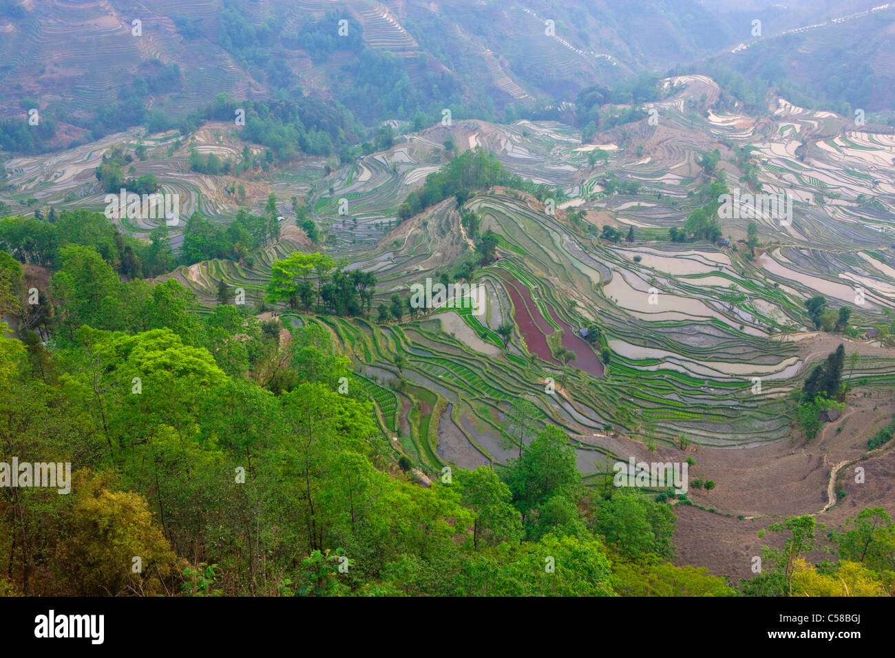 Yuanyang, China, Asia, rice terraces, growing of rice, rice fields ...