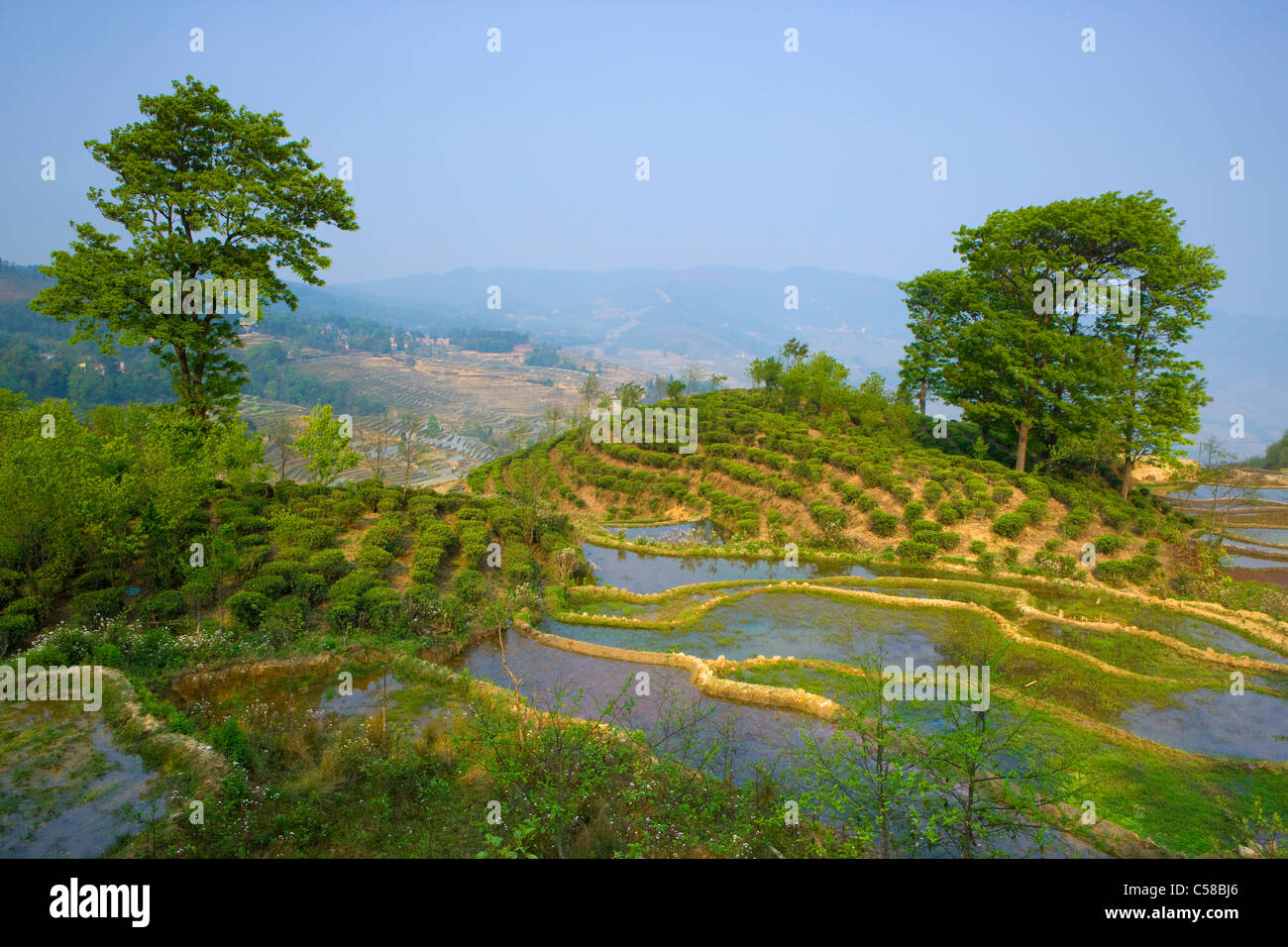 Yuanyang, China, Asia, rice terraces, growing of rice, rice fields ...