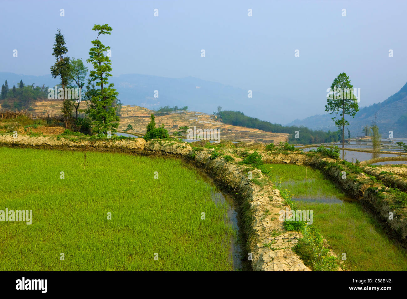 Yuanyang, China, Asia, rice terraces, growing of rice, rice fields ...