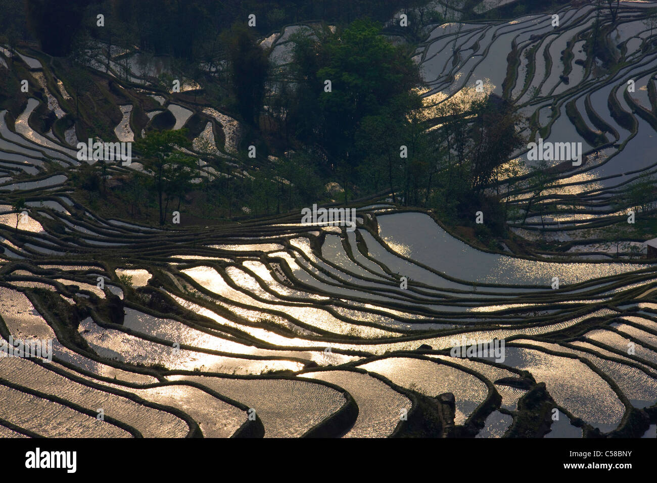 Yuanyang, China, Asia, rice terraces, growing of rice, rice fields ...