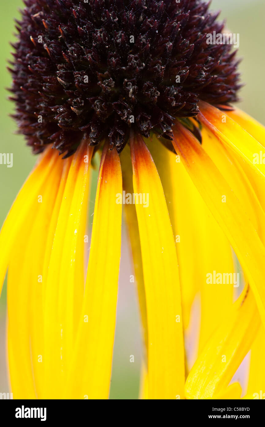 Echinacea paradoxa hi-res stock photography and images - Alamy