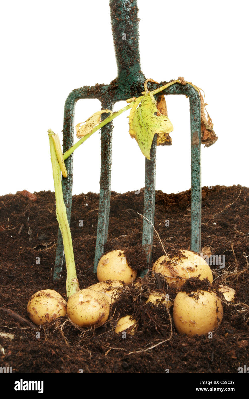 Garden fork hi-res stock photography and images - Alamy