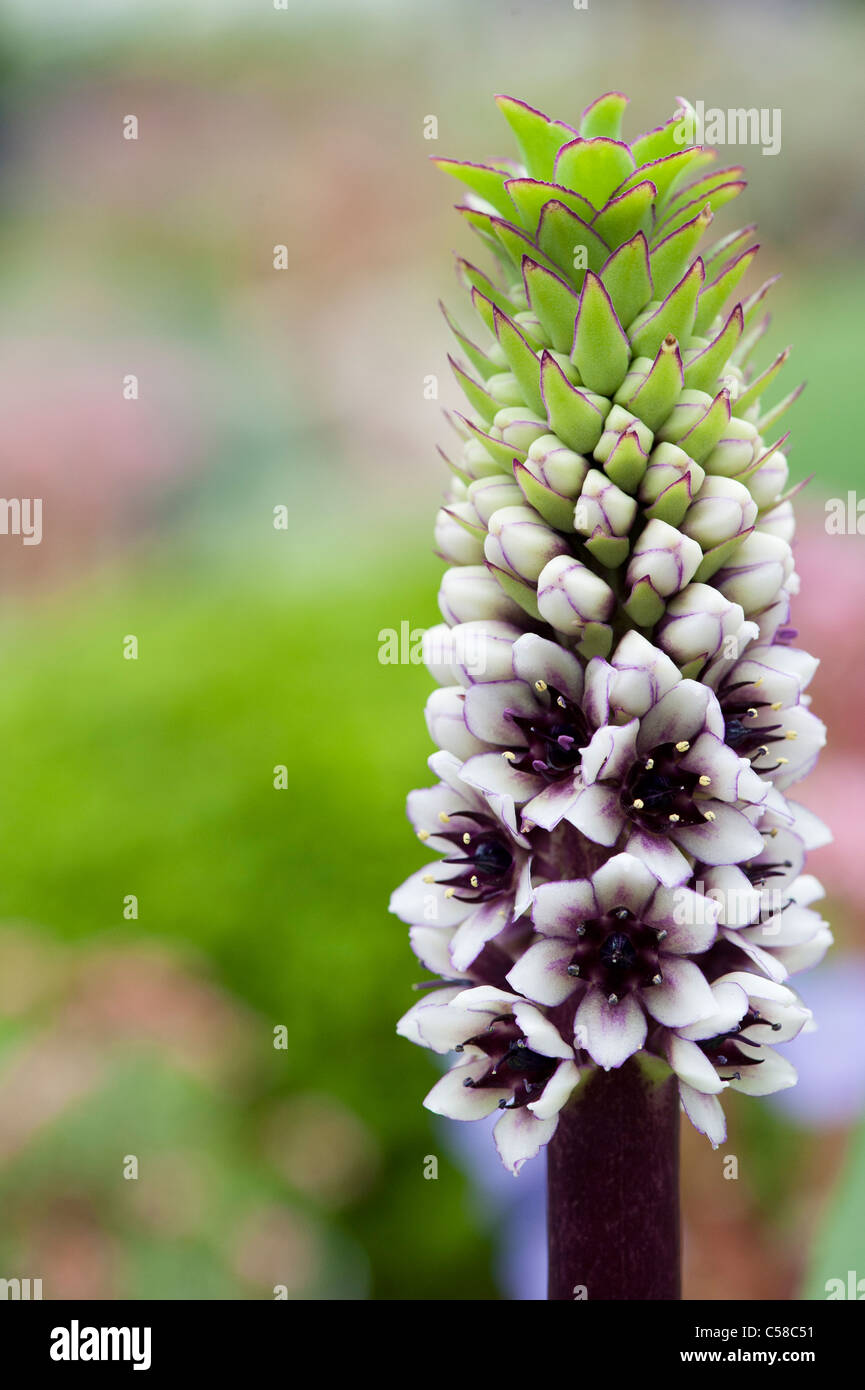 Pineapple Lily Eucomis High Resolution Stock Photography and Images - Alamy