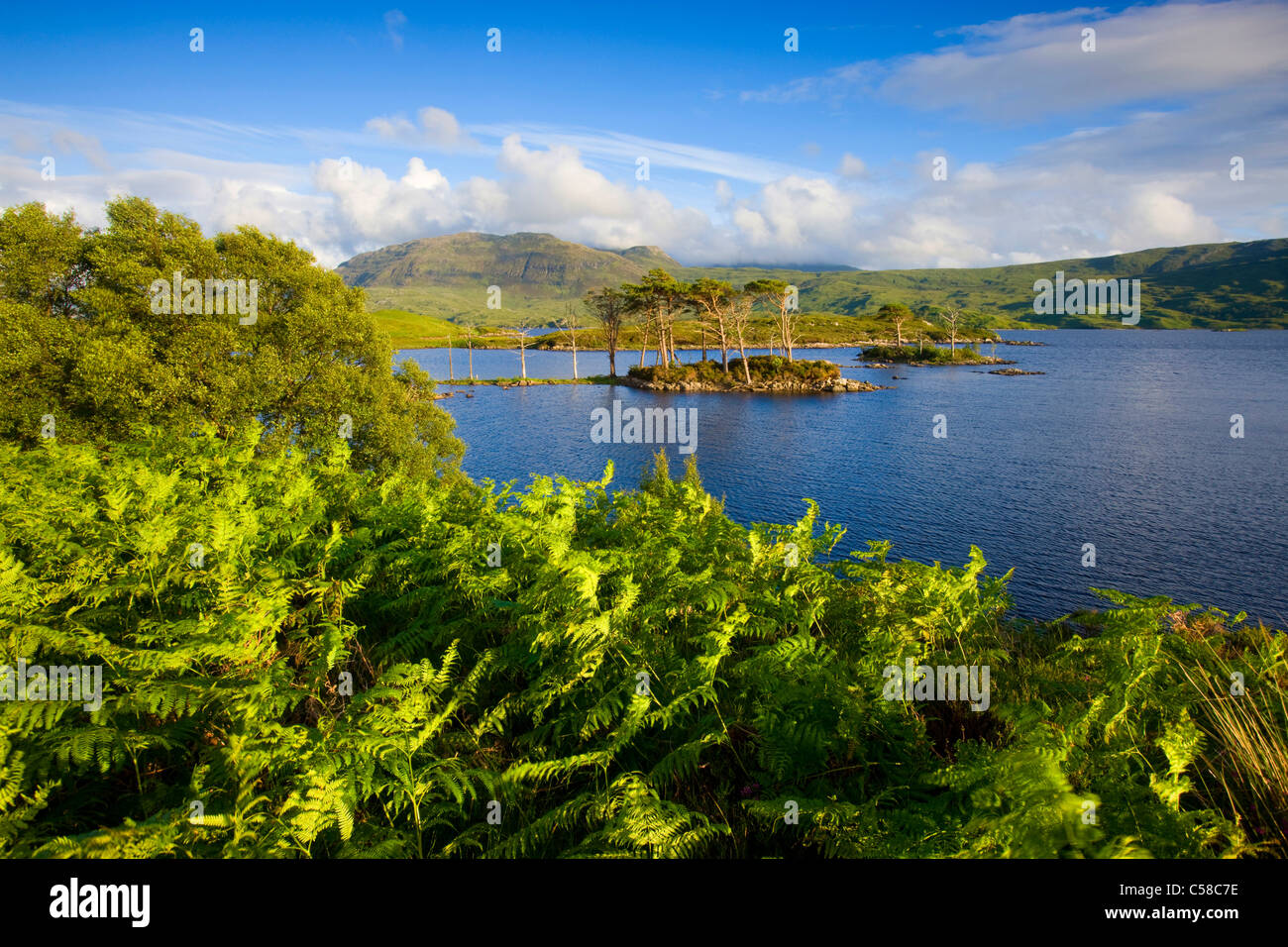 Sea fern hi-res stock photography and images - Alamy