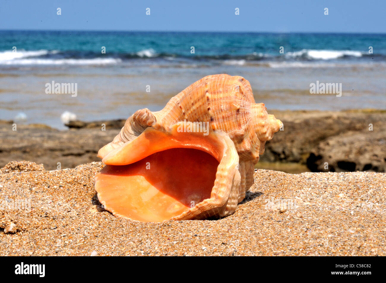 Shell in the sand Stock Photo - Alamy
