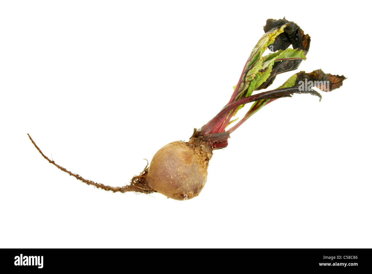 Whole fresh beetroot plant isolated on white Stock Photo - Alamy