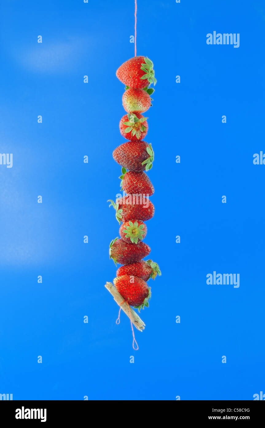 Strawberry on a string Stock Photo - Alamy