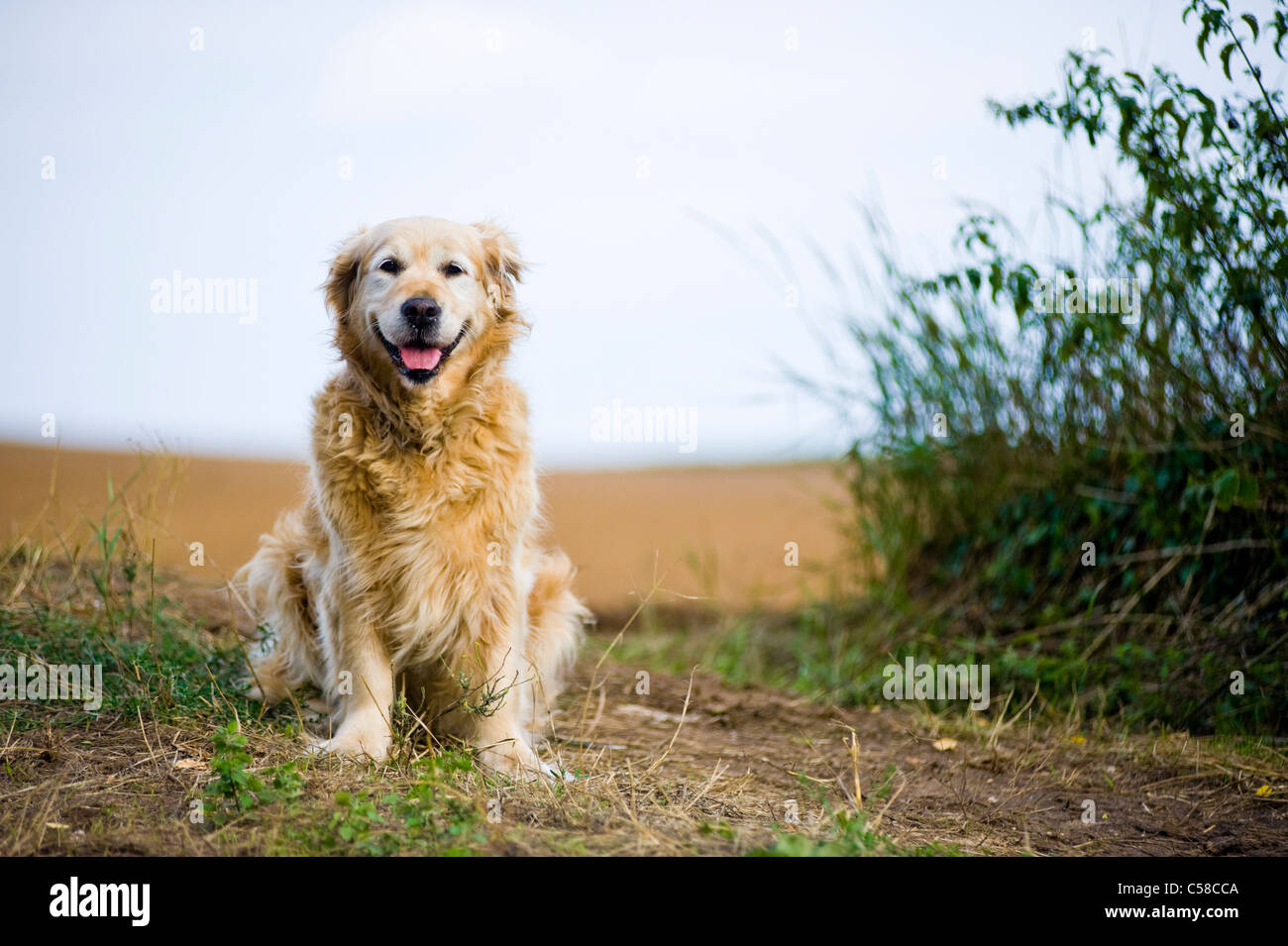 Female golden retriever hi-res stock photography and images - Alamy