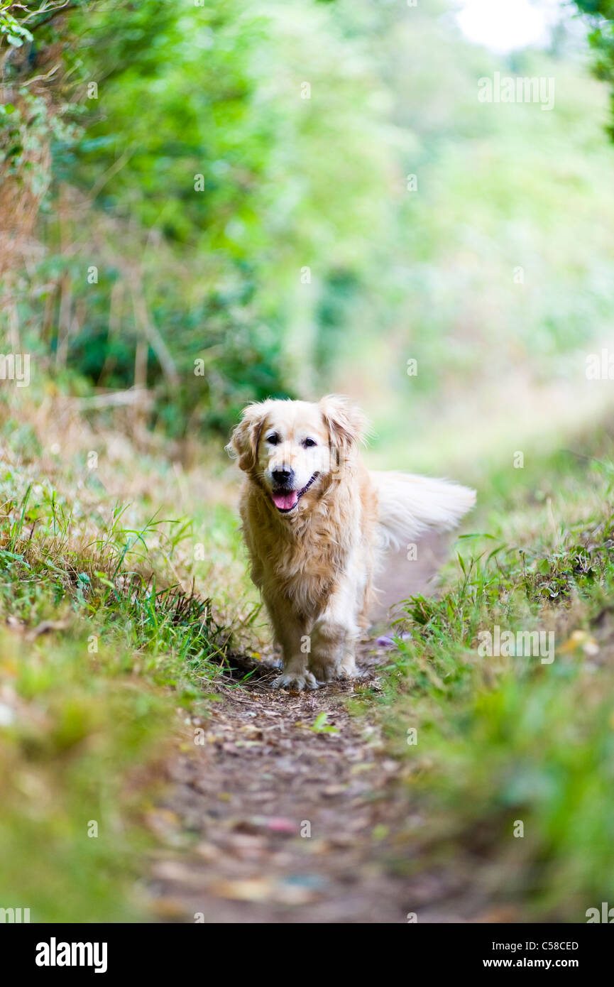 Beautiful, Elegant, Healthy, Old Female Golden Retriever Out for a Walk ...