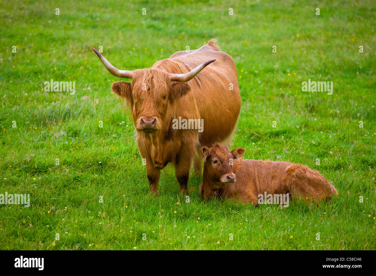 Scourie, highland cattle, Great Britain, Scotland, Europe, mammals ...