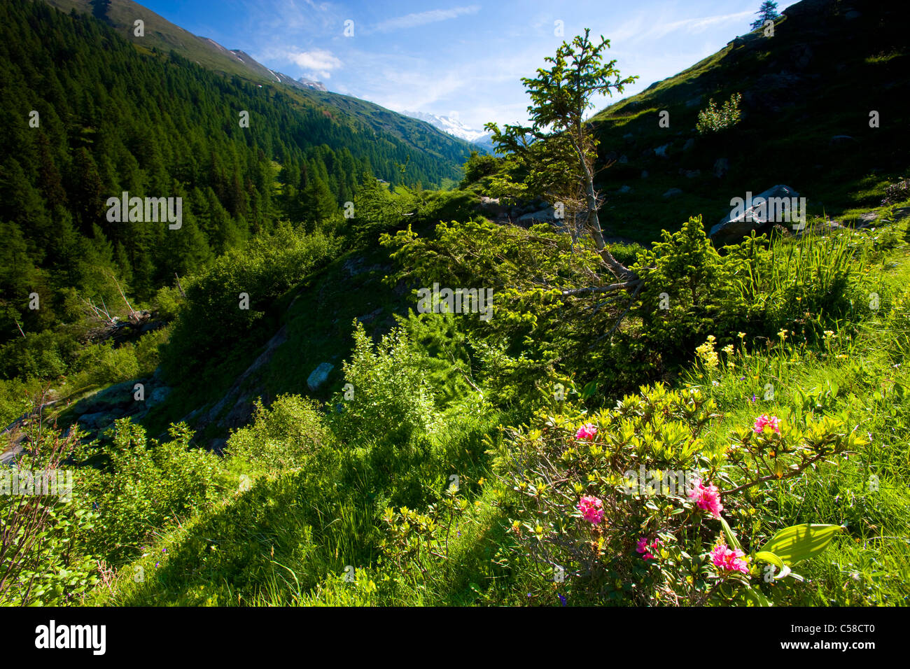 Valley of Binn, Switzerland, Europe, canton Valais, nature reserve ...