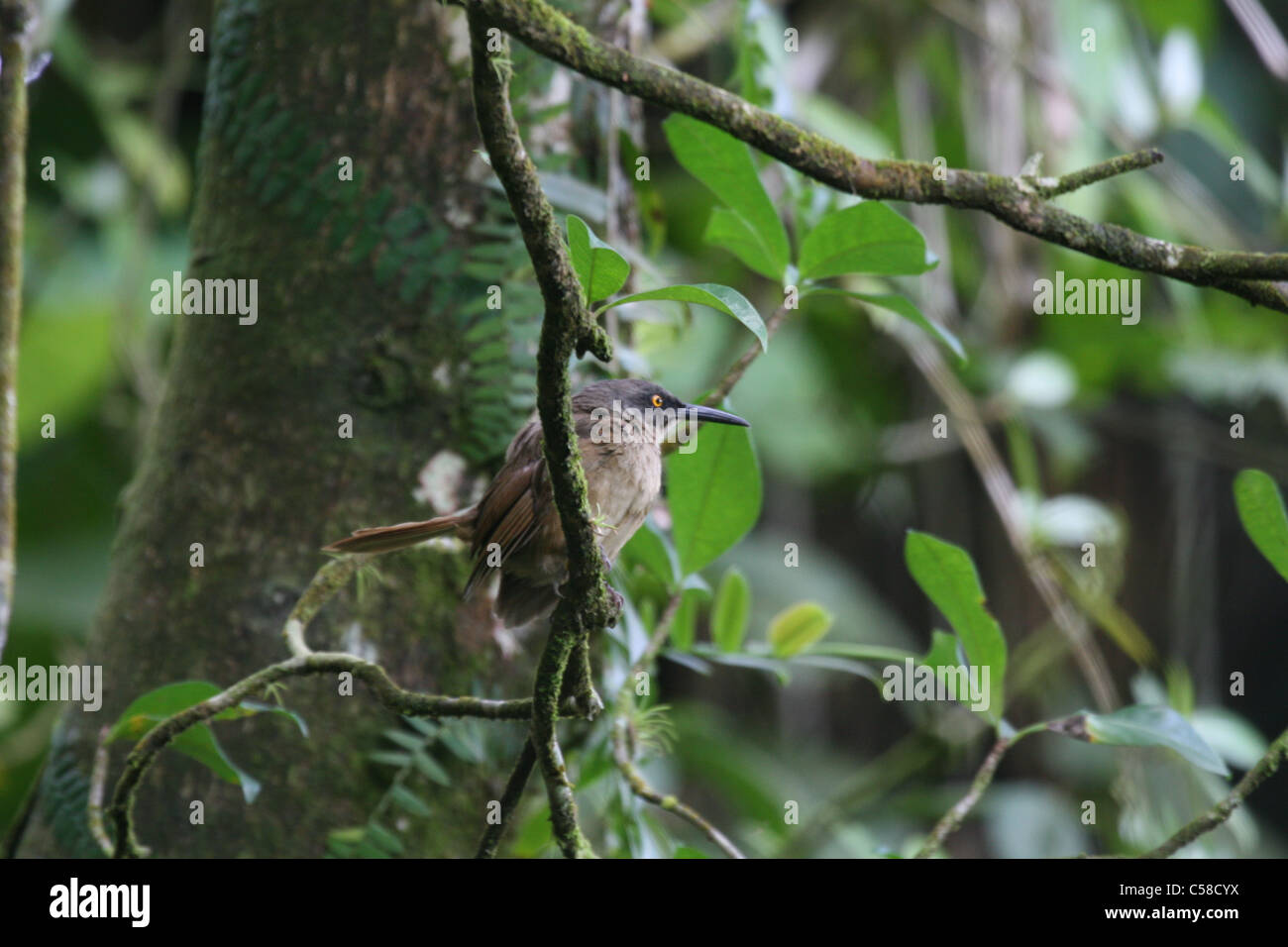 Trembler hi-res stock photography and images - Alamy