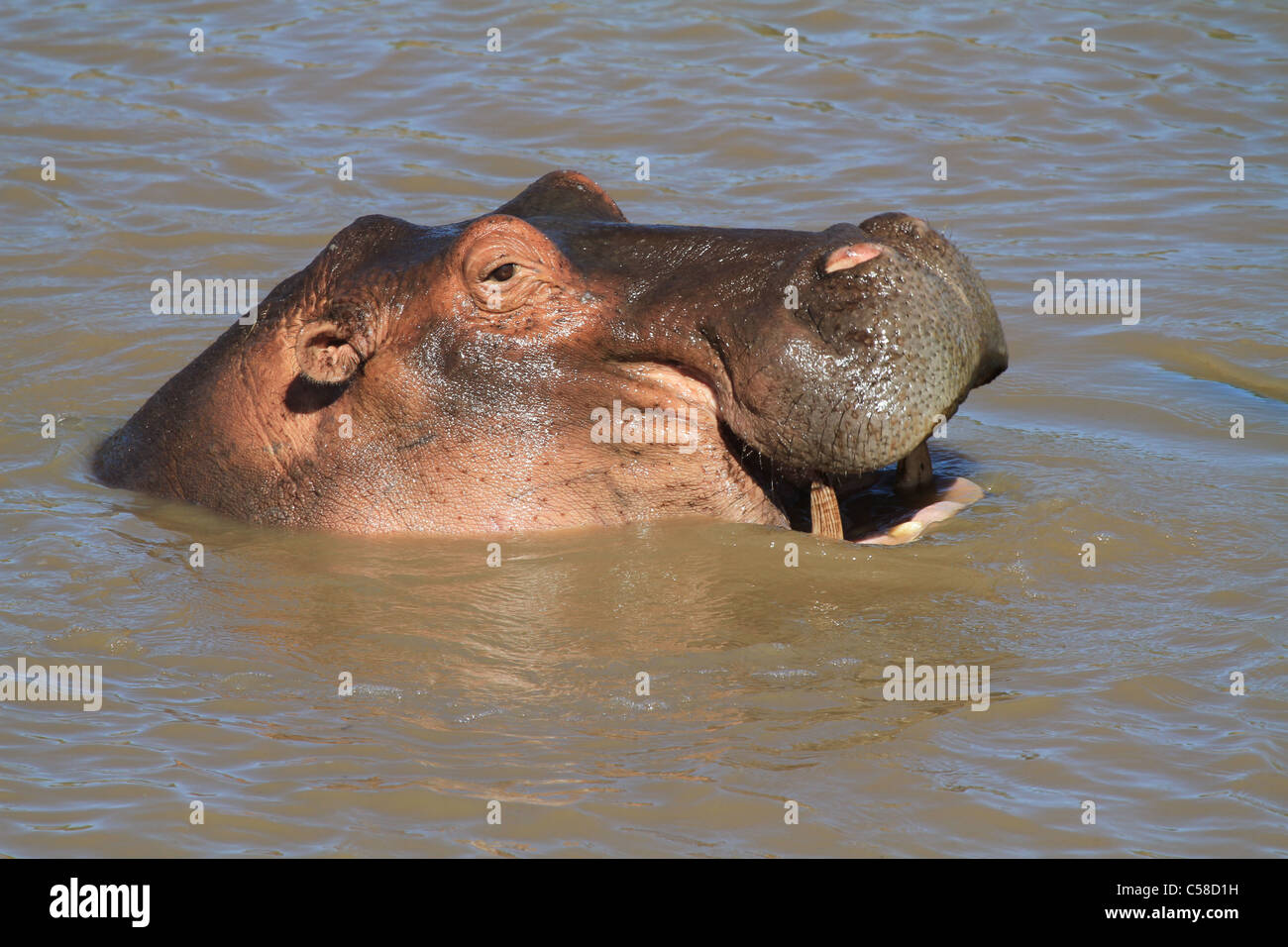 Hippopotamus young hippo hi-res stock photography and images - Alamy