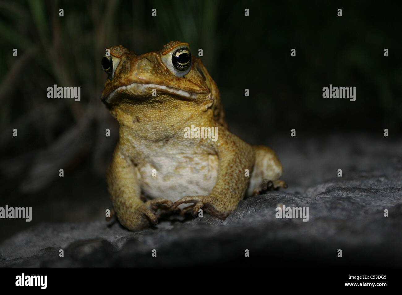 Marine toad hi-res stock photography and images - Alamy