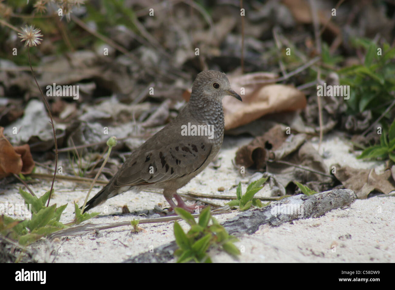 Tiny dove hi-res stock photography and images - Alamy