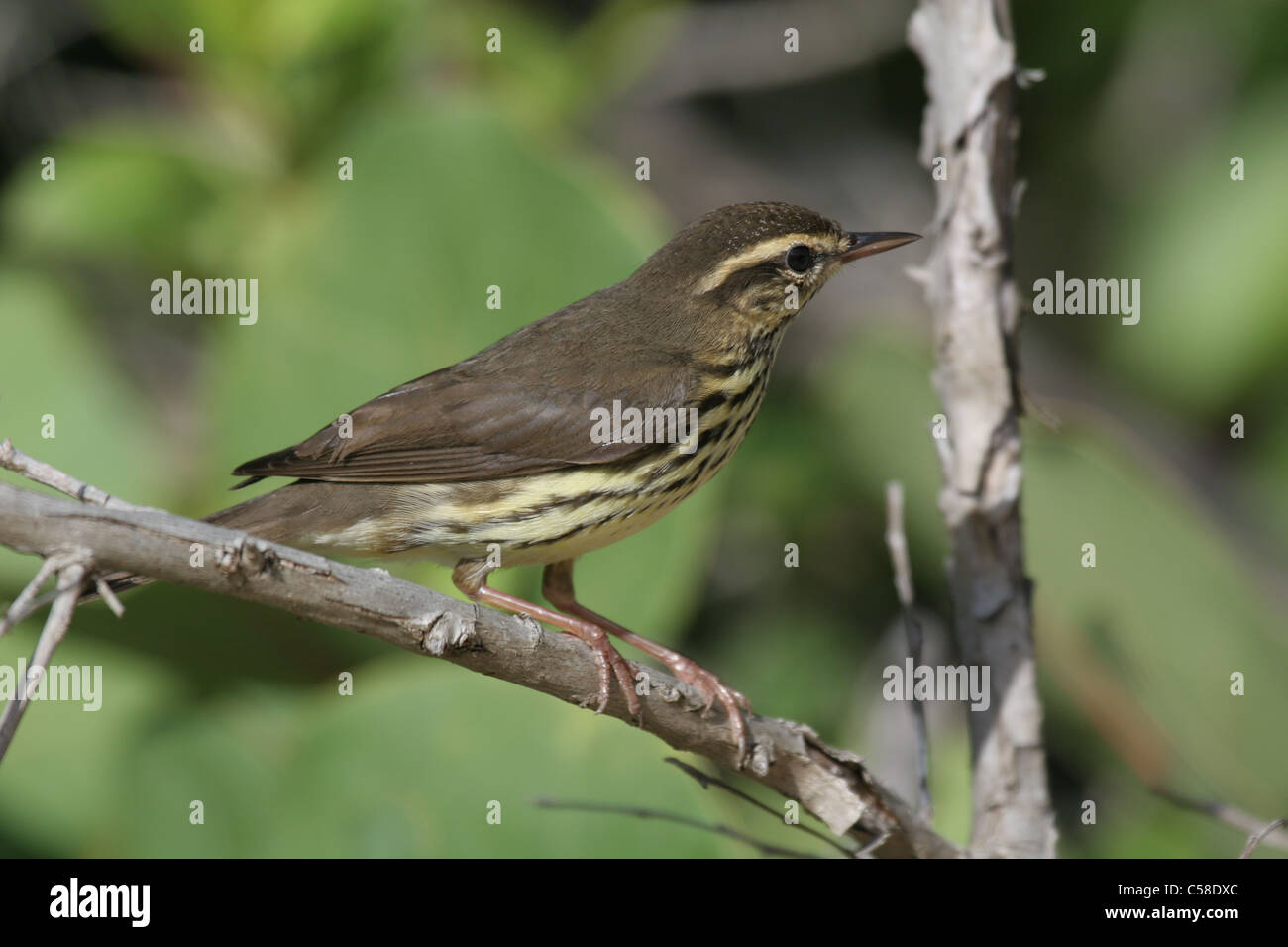 Northern water thrush Stock Photo - Alamy