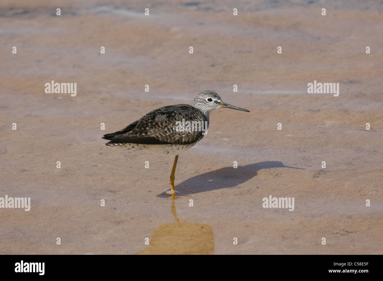 Lesser yellow legs hi-res stock photography and images - Alamy