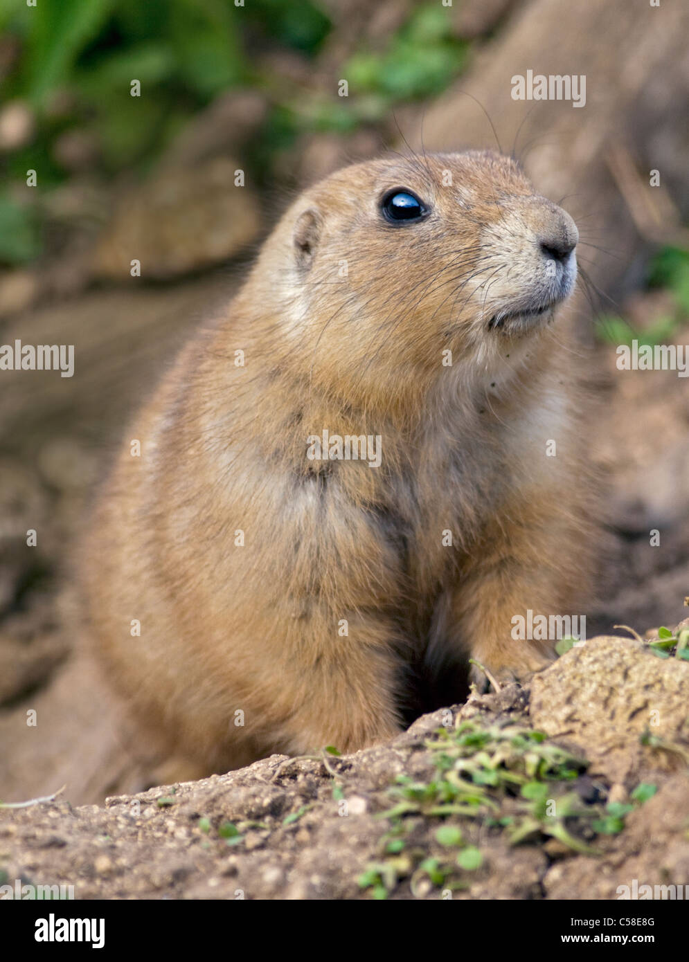 Black tailed prairie dog marmots hi-res stock photography and images ...