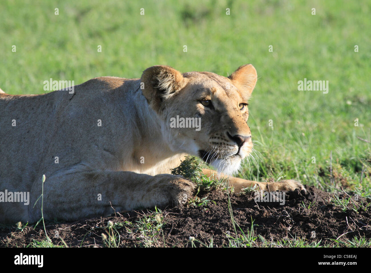 Lion stalking hi-res stock photography and images - Alamy