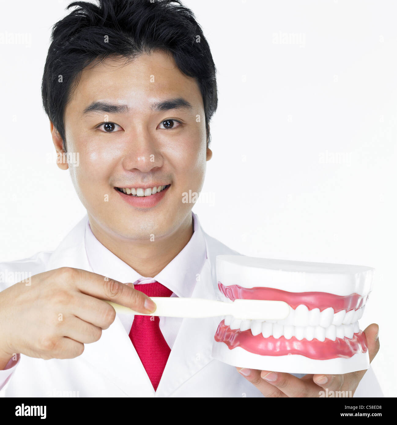 Portrait of male dentist using toothbrush on dentures Stock Photo - Alamy
