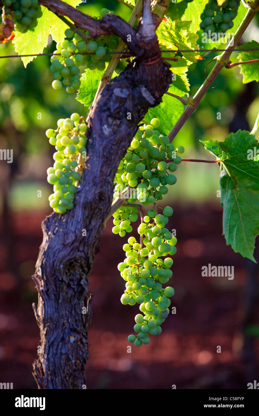 agriculture, background, bunch, close up, colour, Croatia, crop, day ...